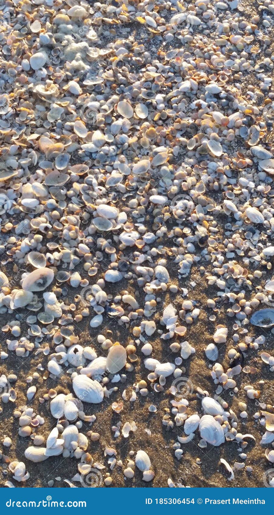 Nature. Shells on Sandy Beach Stock Photo - Image of brown, clost ...