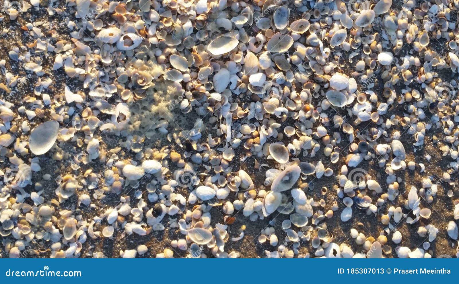 Sandy Beach and Shells stock image. Image of sands, bank - 185307013