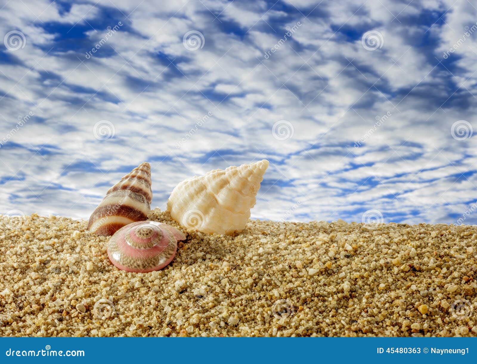 Shells on Sandy Beach with Sky. Stock Image - Image of nature ...