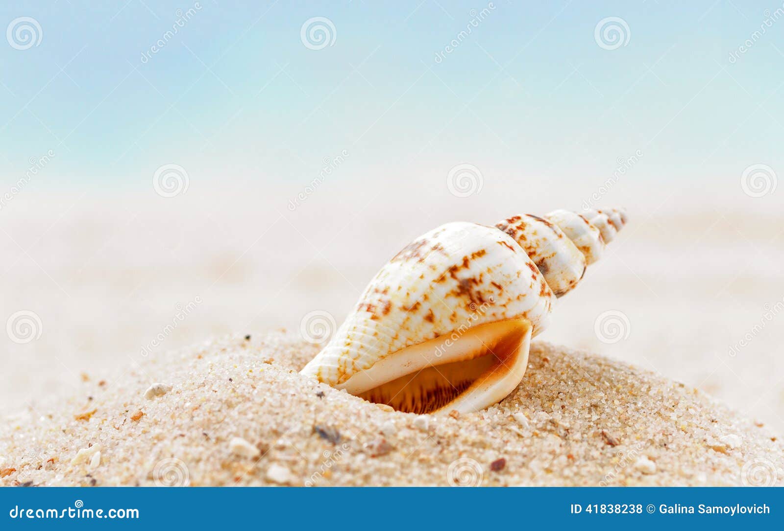 Shells on sandy beach stock photo. Image of cancun, pacific - 41838238