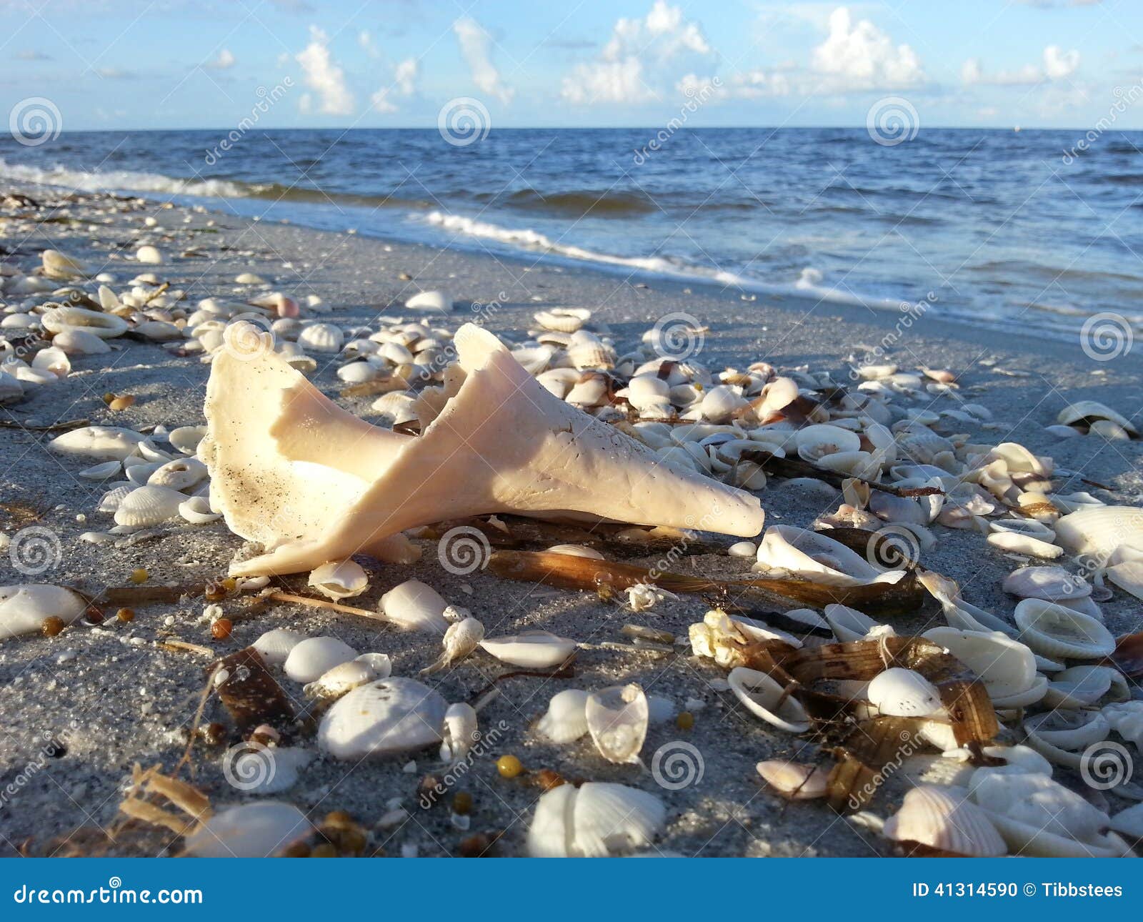 Shells of Sanibel Beach stock photo. Image of early, stroll - 41314590