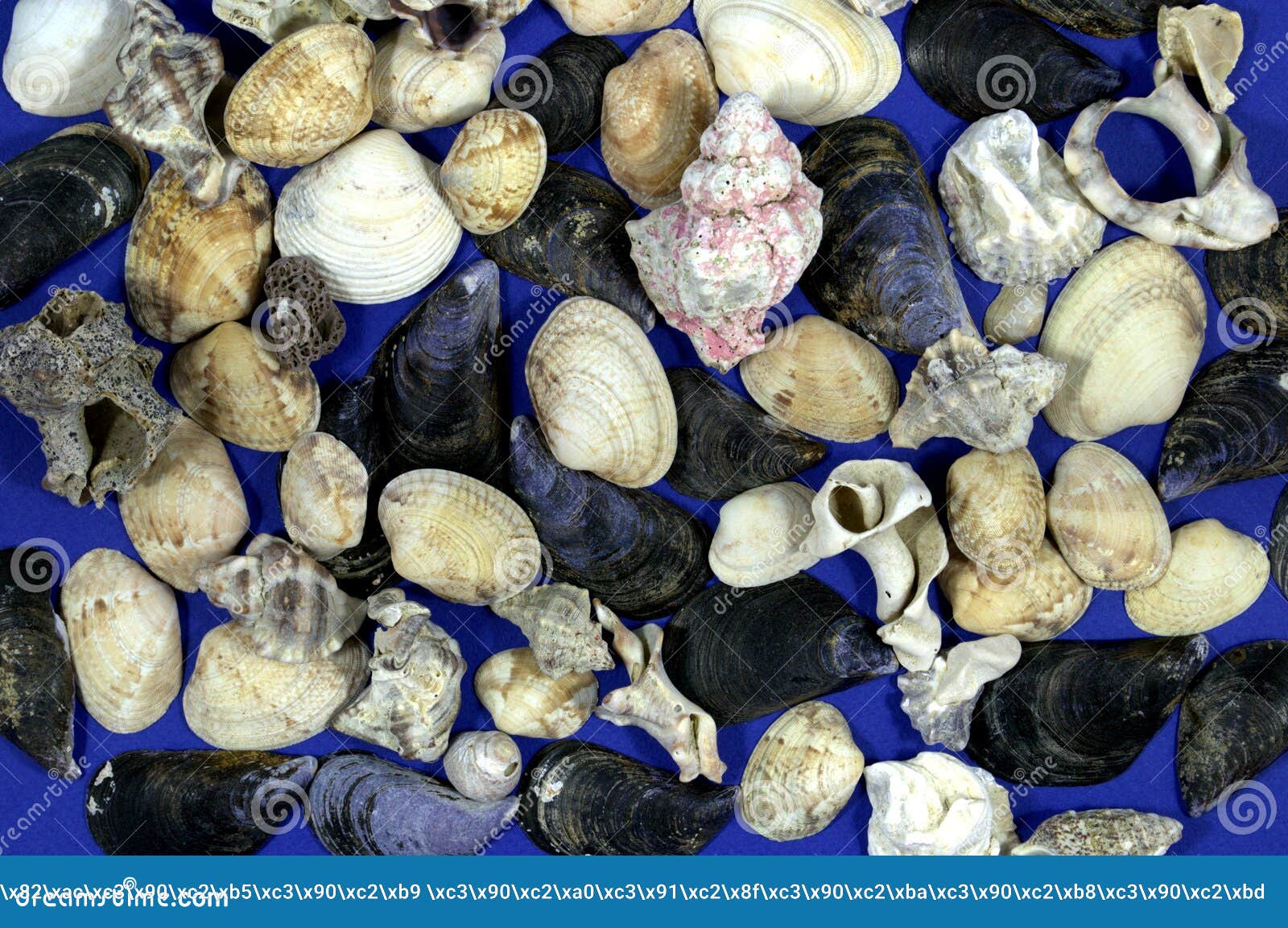 Shells And Scallops On A Blue Background In A Pile Stock Photo ...