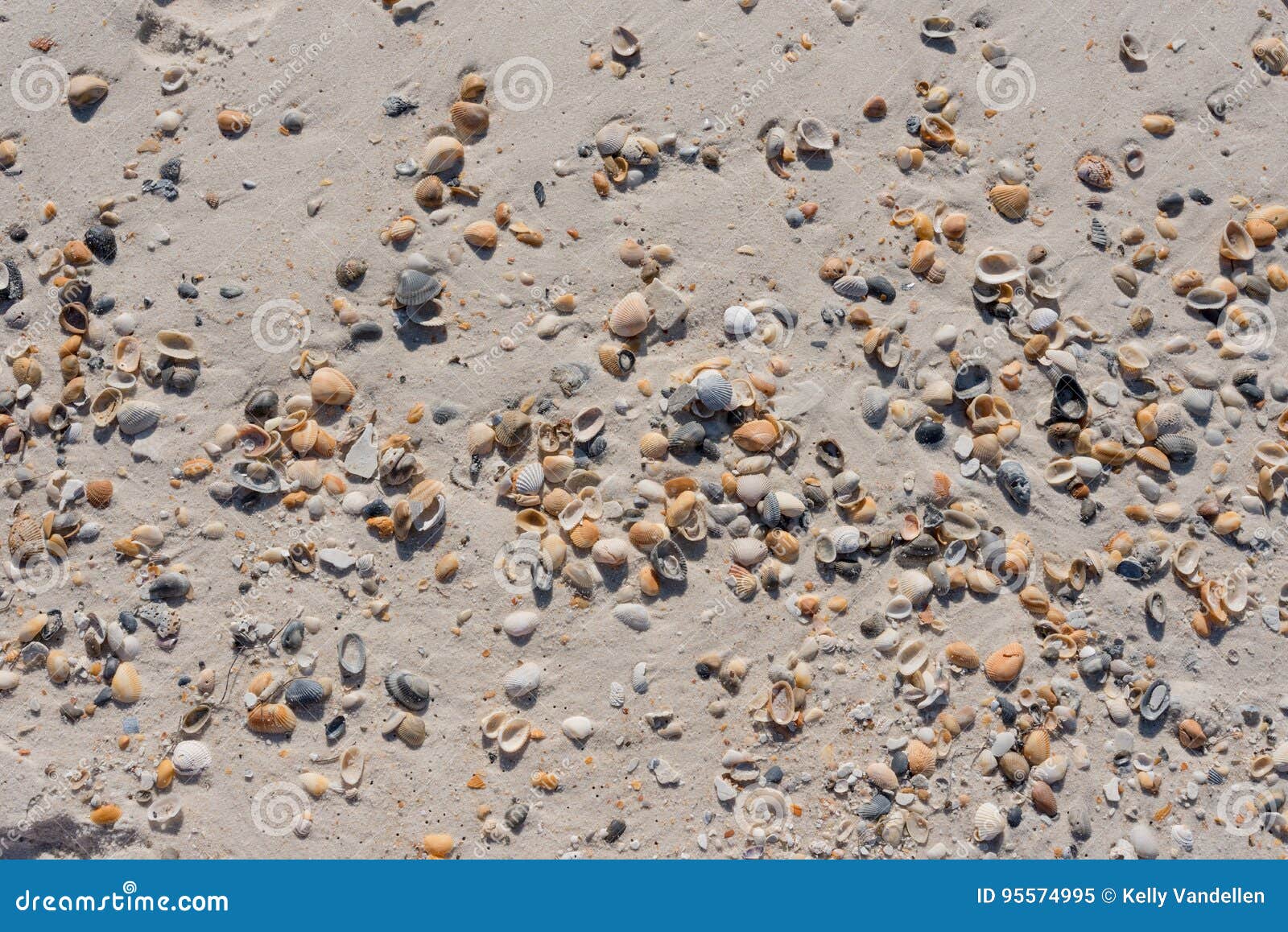 Shells Scattered Across Sandy Beach Stock Image - Image of objects ...