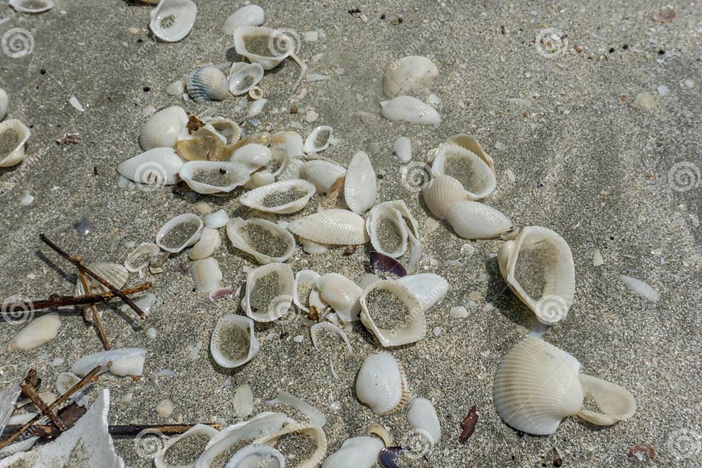 Shells Scattered on the Beach Sand Stock Image - Image of pattern, sand ...