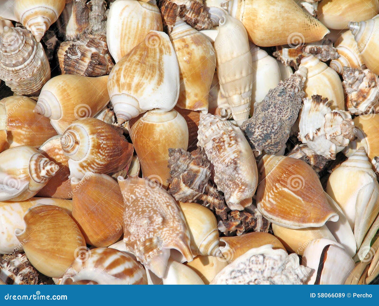 Shells stock image. Image of summer, animal, life, texture - 58066089