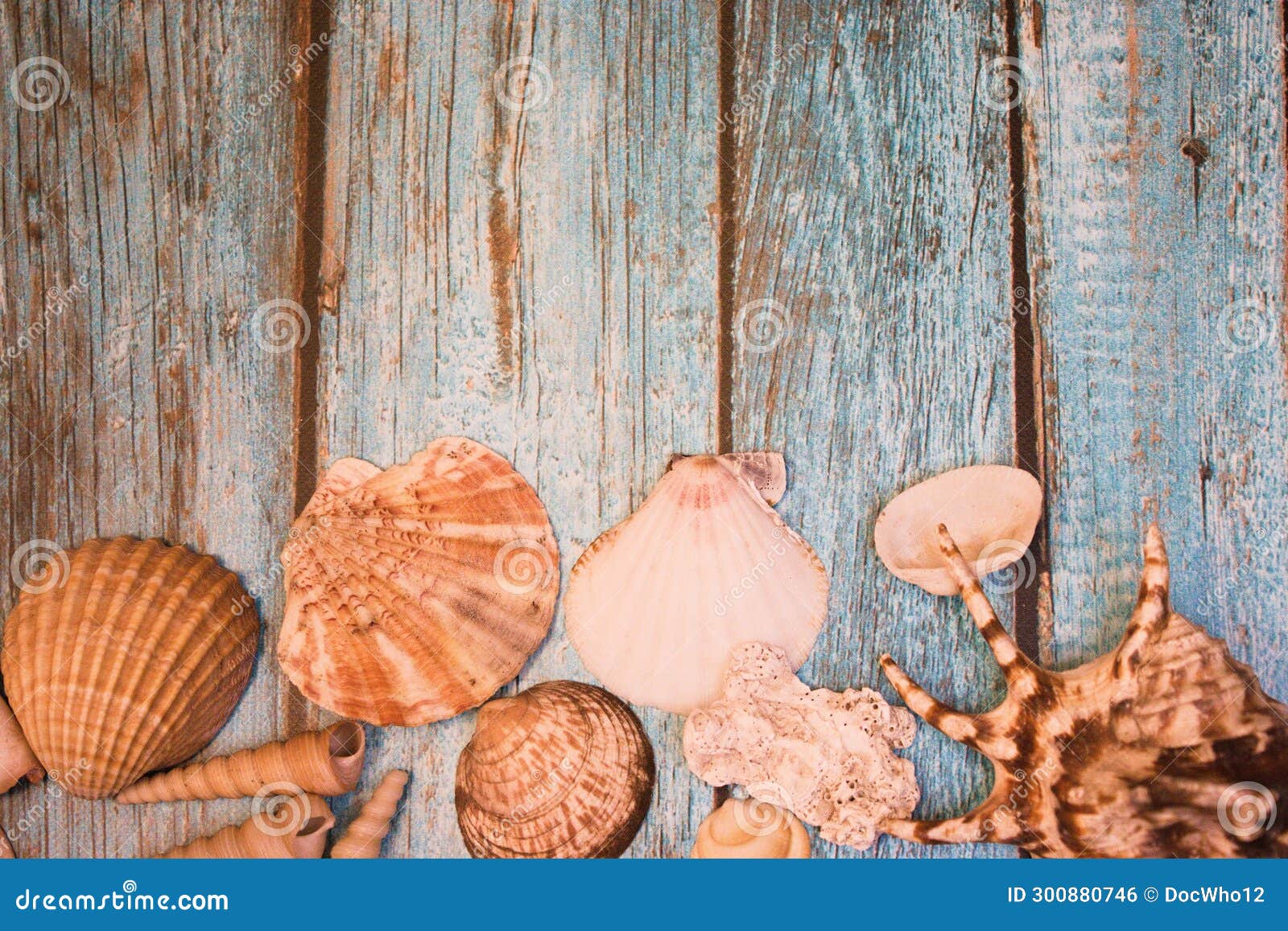 Shells from the Sea Arranged on an Interesting Background Stock Photo ...