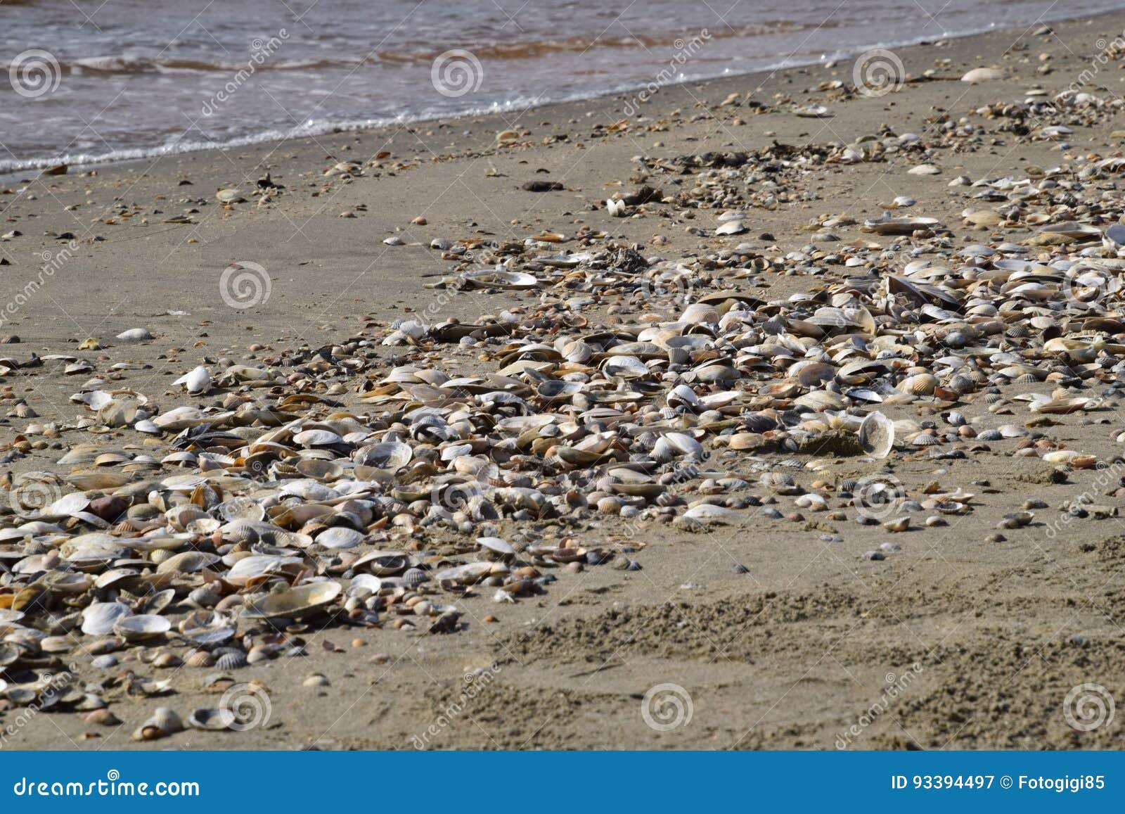 Shells on the Sea Beach Sand. Sea Coastal Sand on the Beach. Stock ...