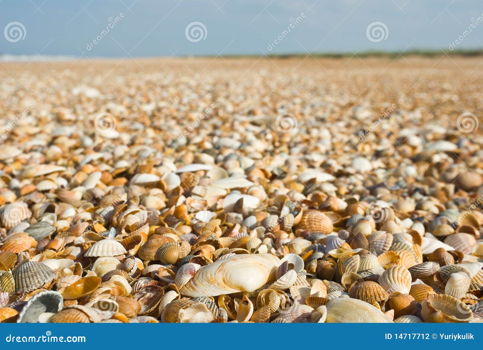 Shells on a sea coast stock photo. Image of warmth, landscape - 14717712