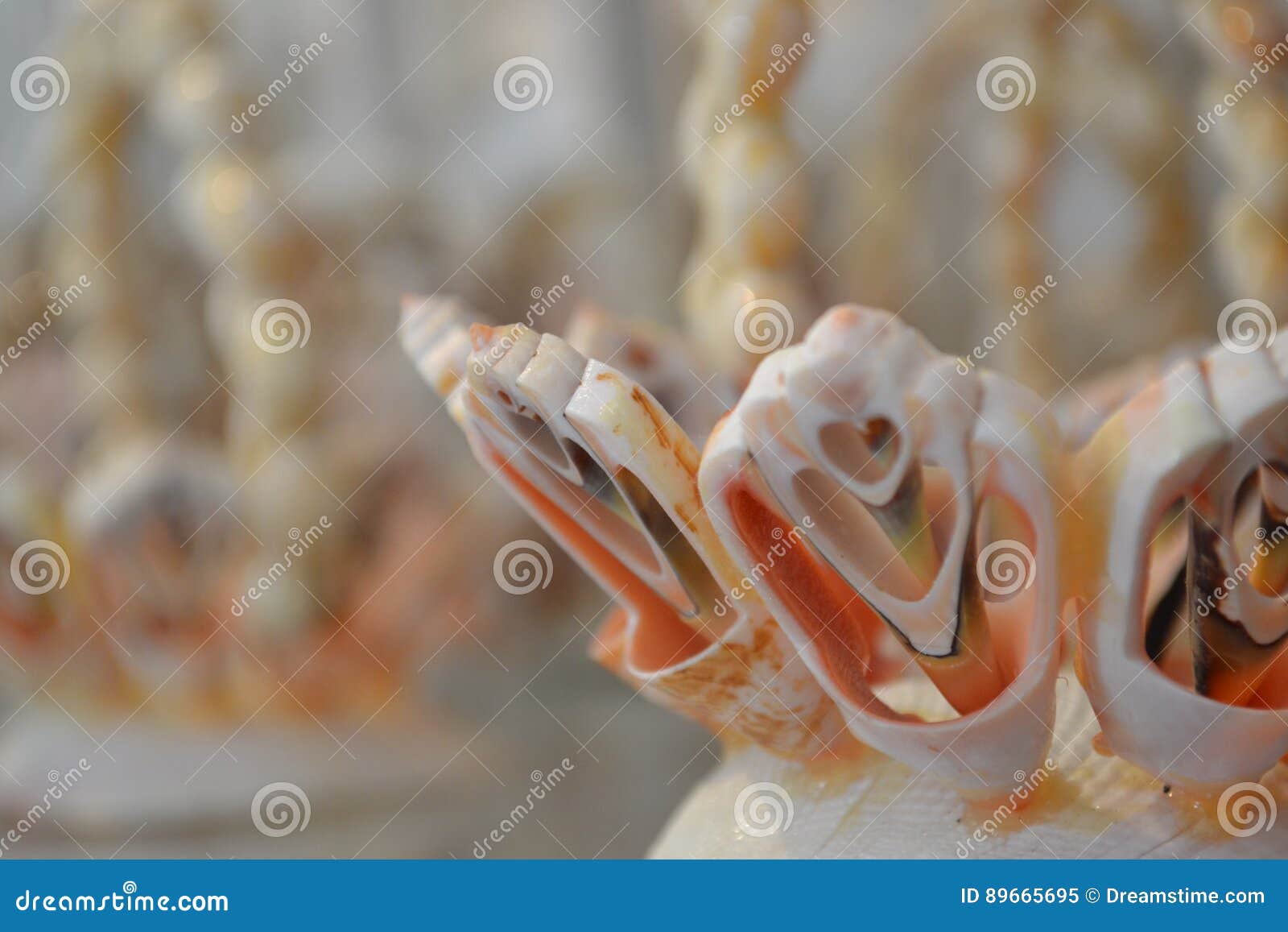 Shells stock image. Image of ocean, princess, crown, mermaid - 89665695