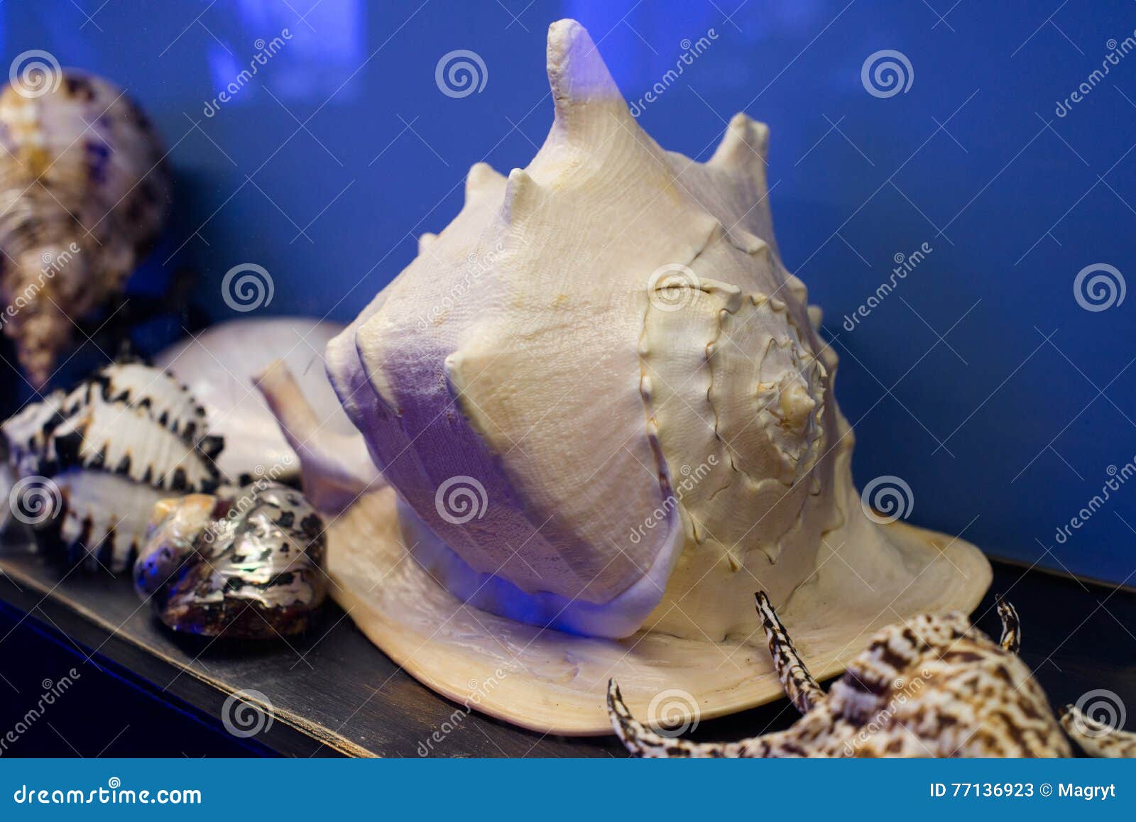Shells of Sea Crustacean in the Museum. Stock Image - Image of nautilus ...