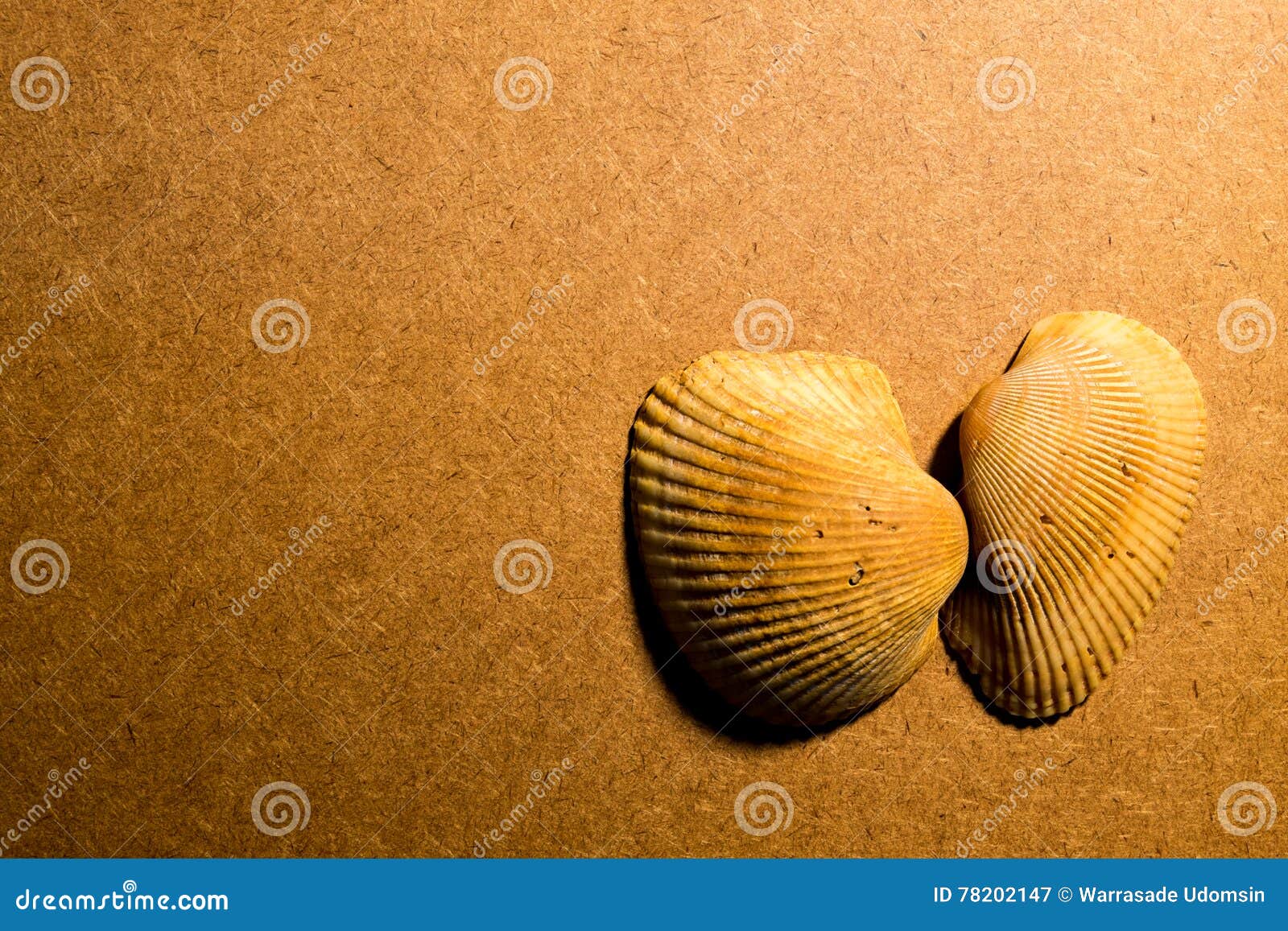 Shells from the sea stock image. Image of brown, pattern - 78202147