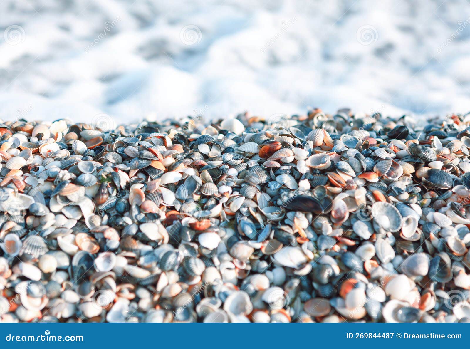 Shells and sea foam stock image. Image of tropical, vacation - 269844487