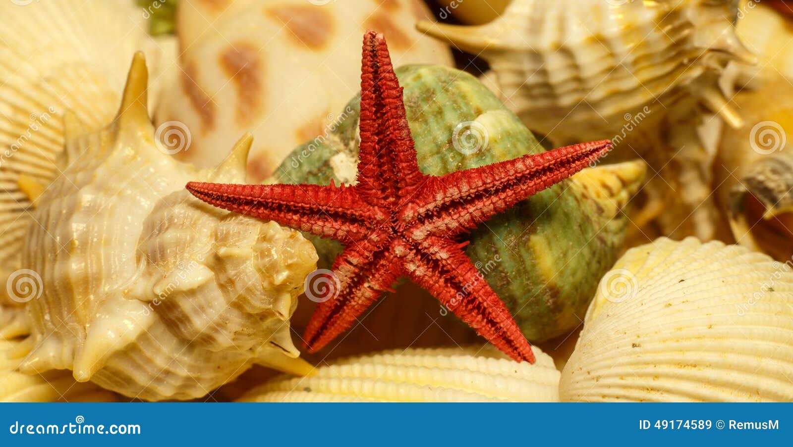 Starfish. stock image. Image of depths, calcium, ornament - 49174589