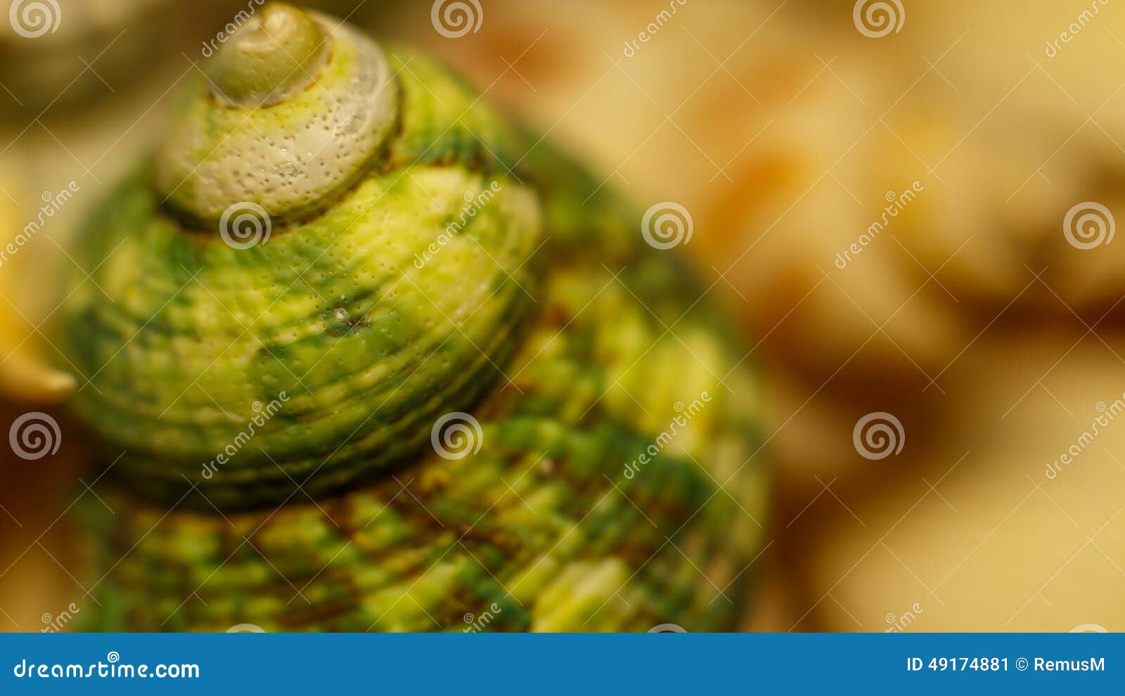 Shells. stock image. Image of green, natural, shells - 49174881