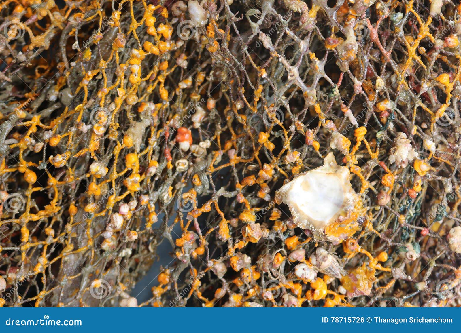 Shells and Sea Life with the Net. Stock Photo - Image of closeup ...