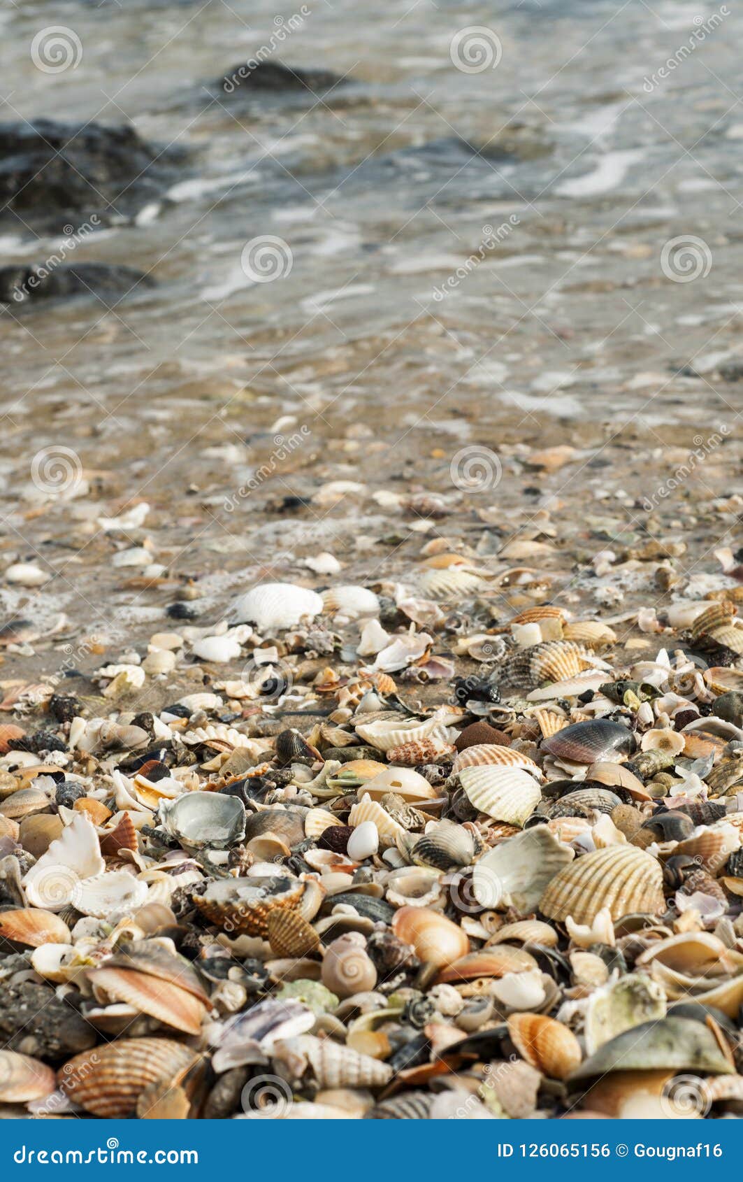 Shells at the Sea Line on a Beach. Stock Photo - Image of agde, ocean ...