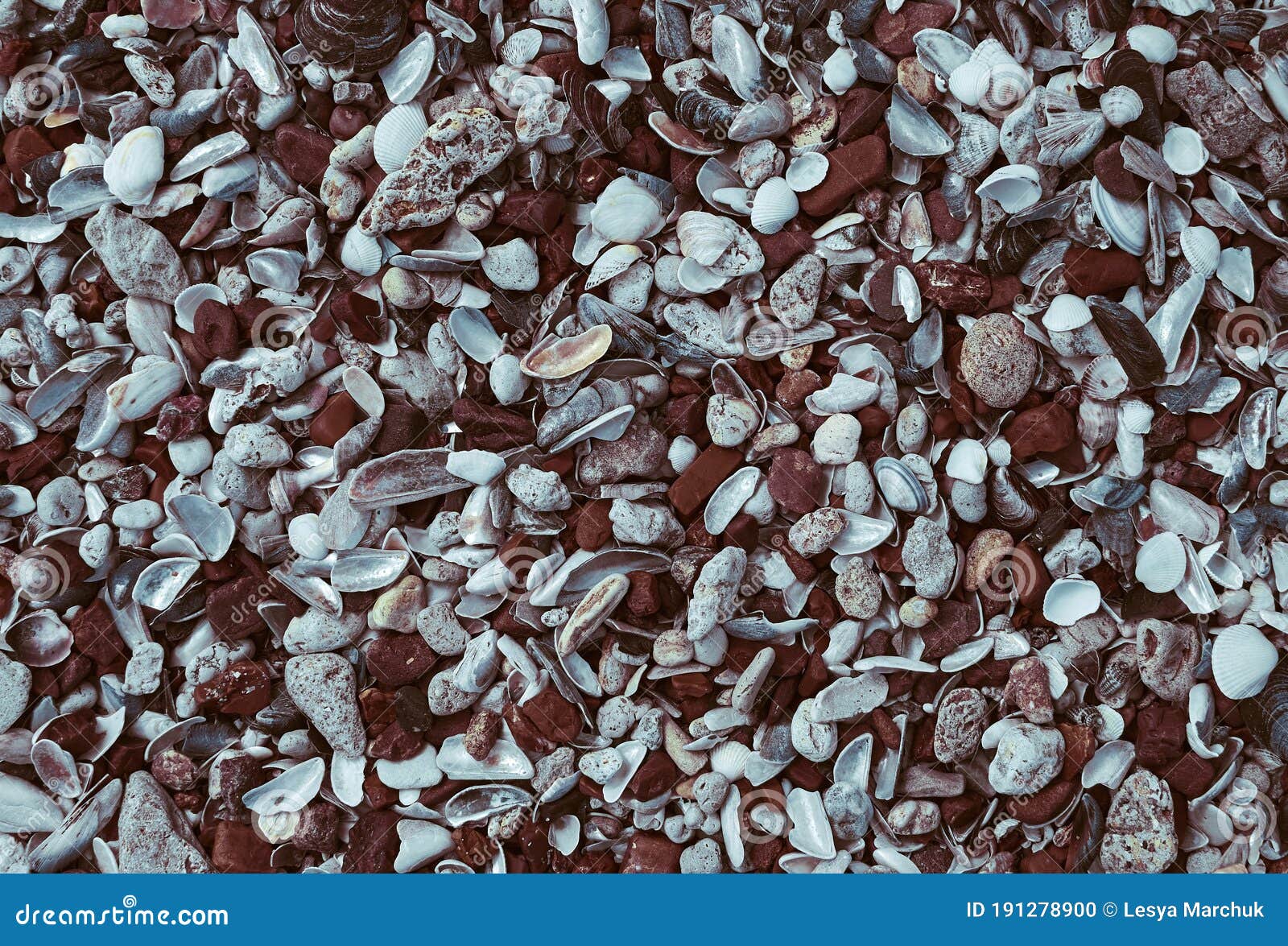 Shells and sea pebbles stock photo. Image of coast, empty - 191278900