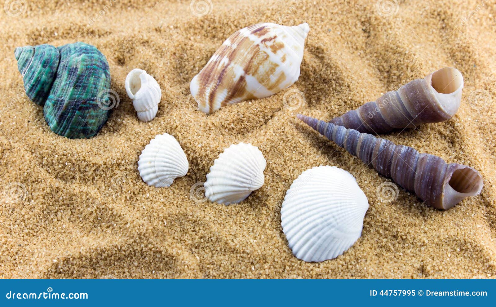 Shells stock image. Image of decoration, coral, emerald - 44757995