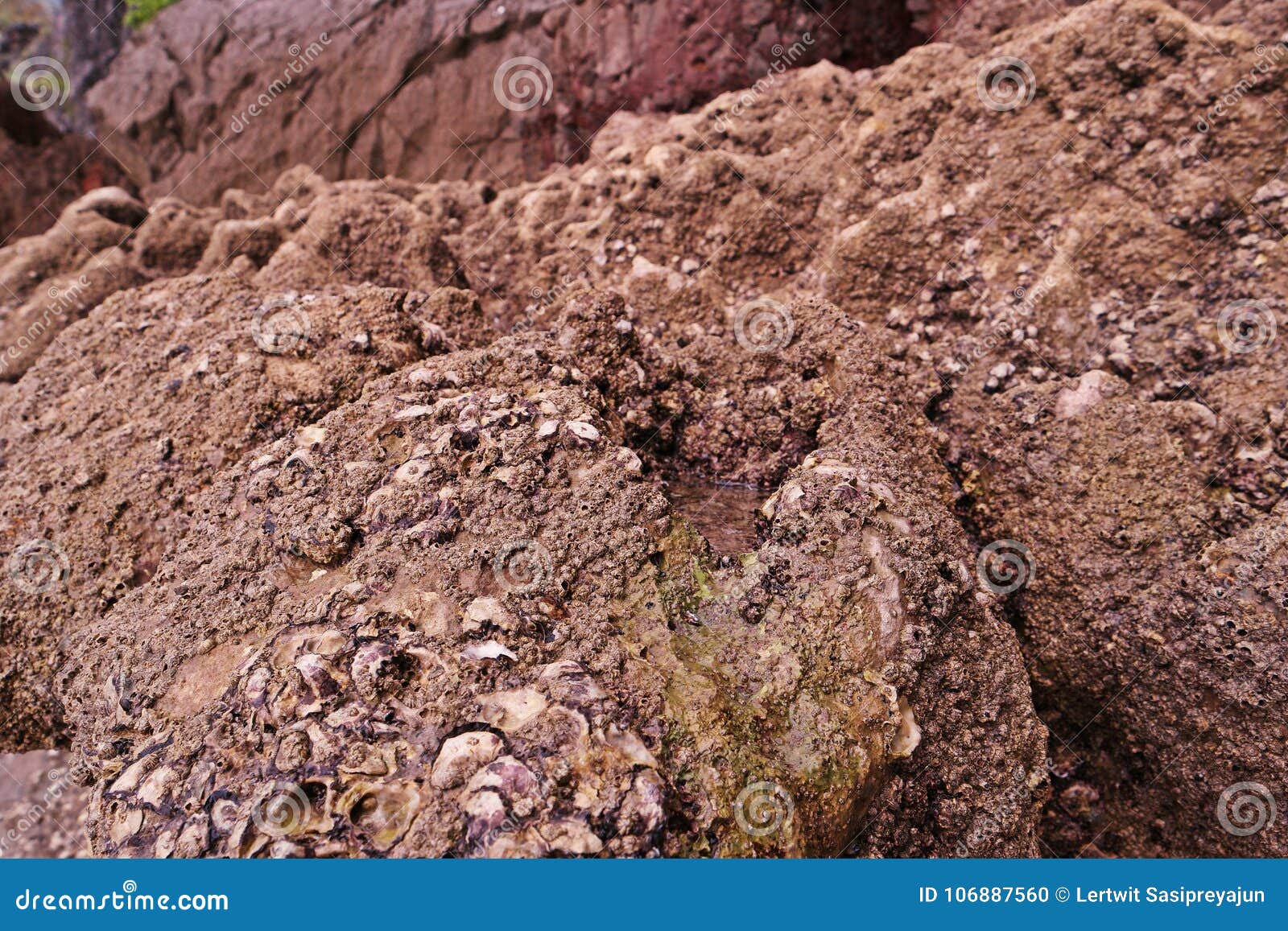 Shells on Sea Rocks, Nature Pattern on Seaside Stock Photo - Image of ...
