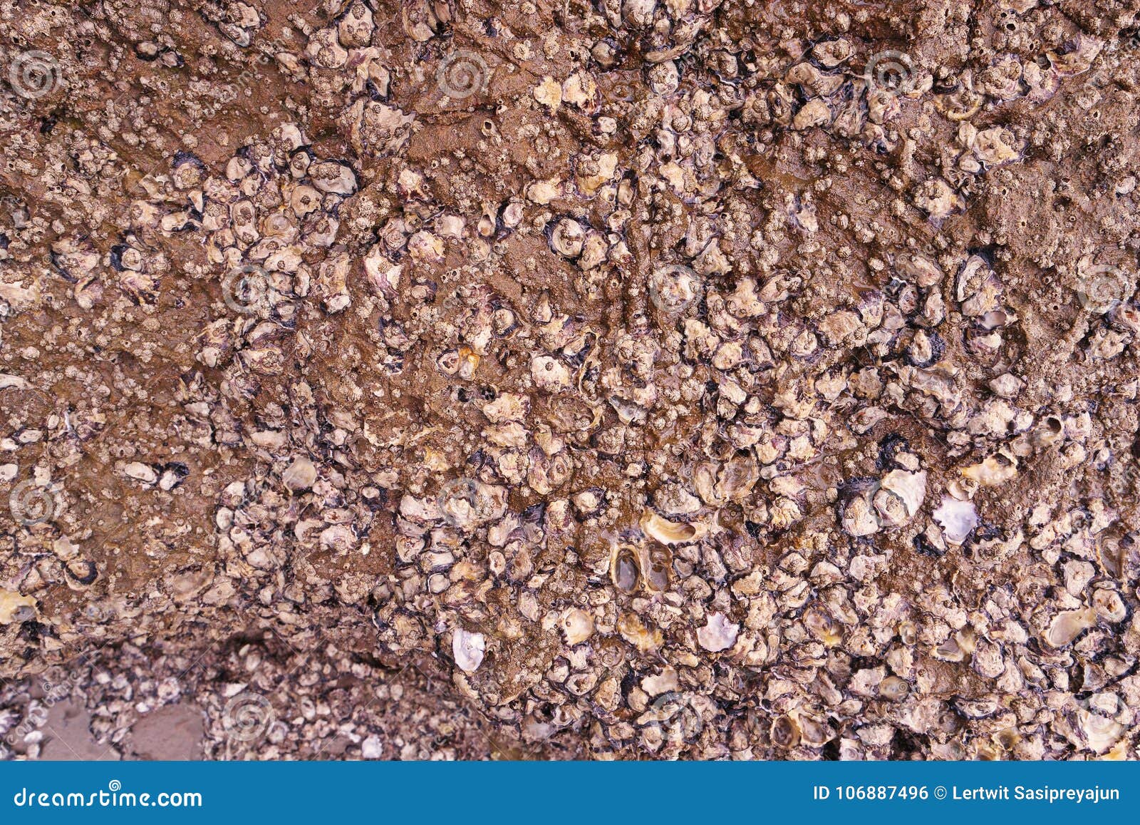 Shells on Sea Rocks, Nature Pattern on Seaside Stock Photo - Image of ...