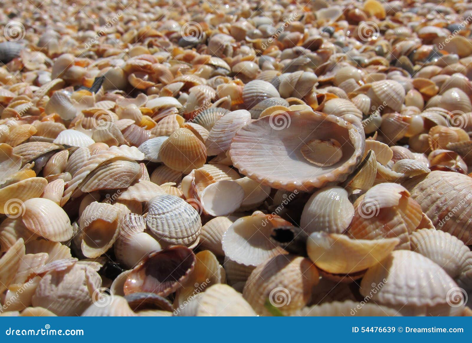 Shells stock image. Image of summer, shore, covered, inside - 54476639