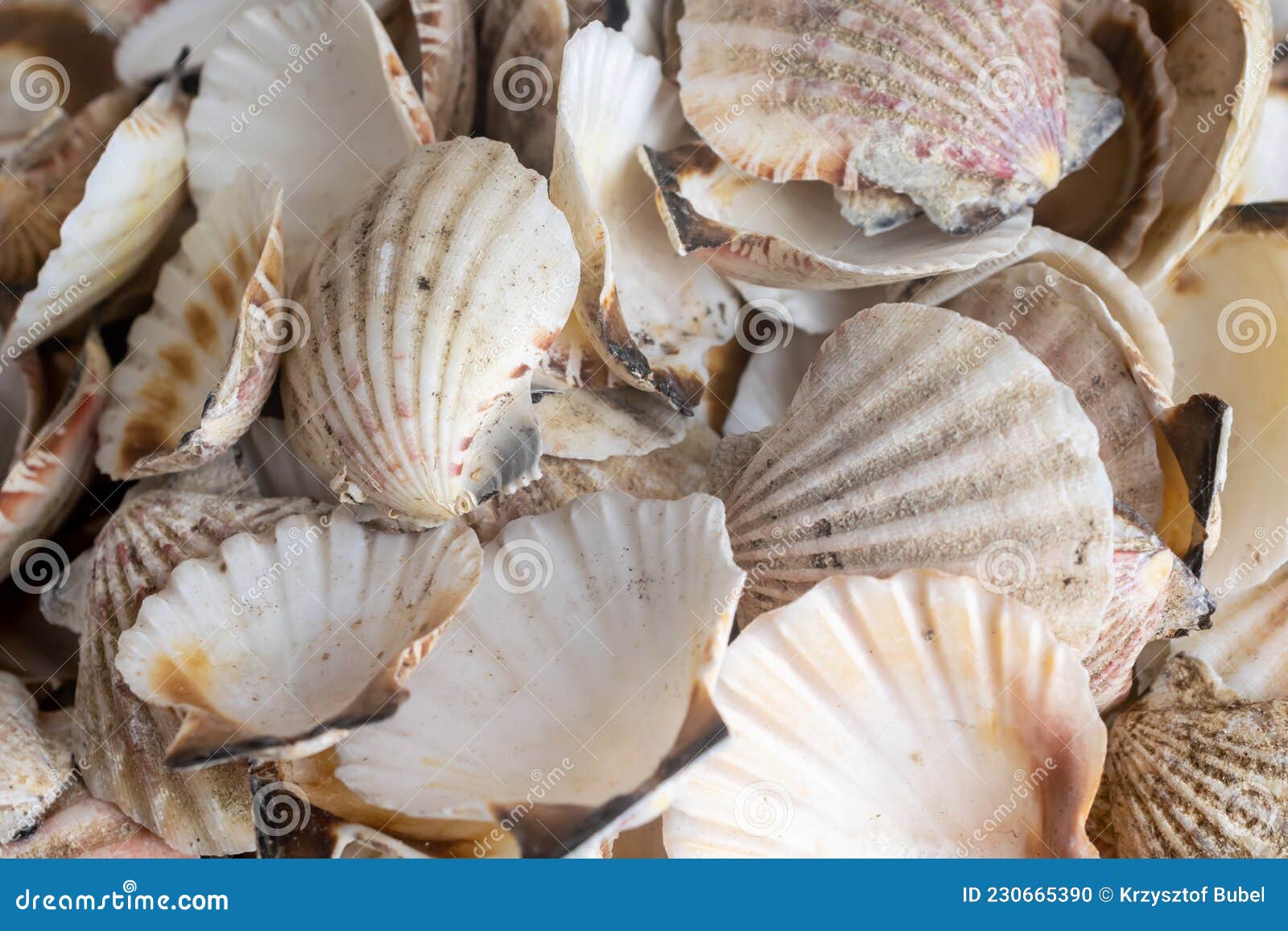 Shells of Sea Snails. Background or Texture Stock Photo - Image of ...