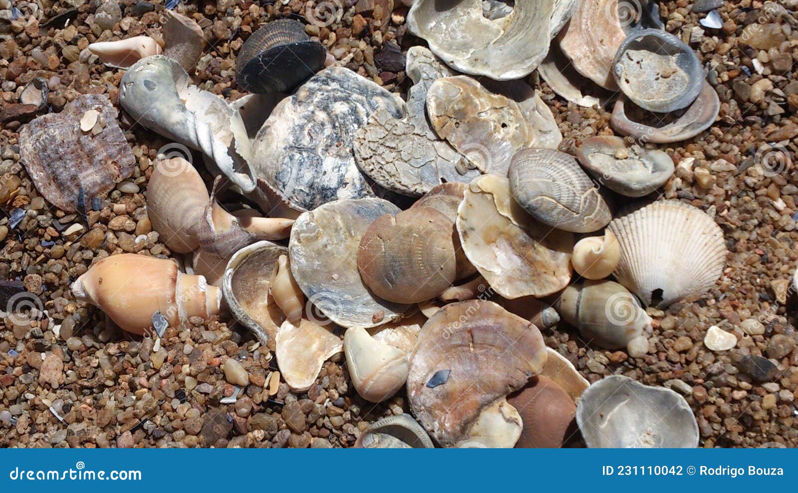 Shells and Sea Snails Clustered in the Sand Stock Photo - Image of ...