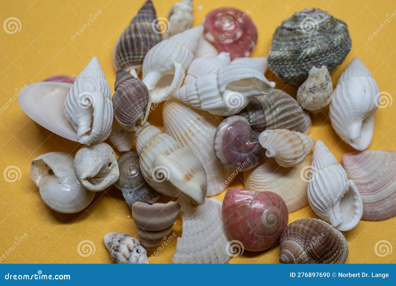 Shells and sea snails stock photo. Image of coast, marine - 276897690