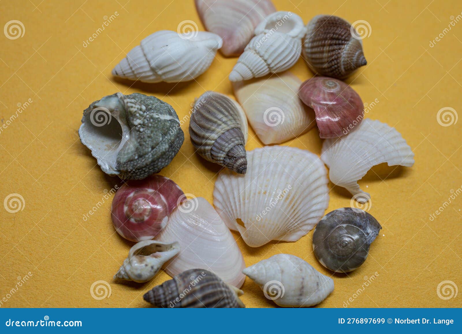 Shells and sea snails stock image. Image of beach, layout - 276897699