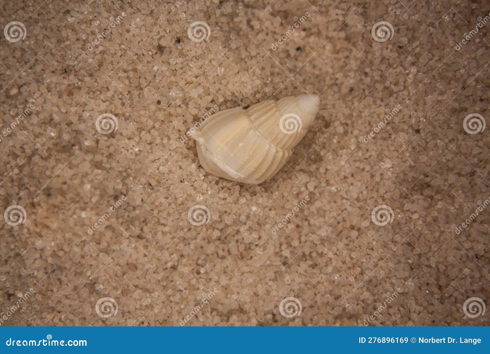 Shells and sea snails stock image. Image of overhead - 276896169