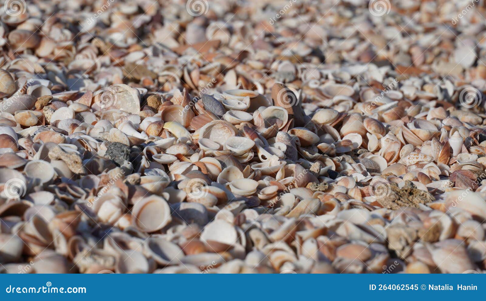 Shells of Sea Snails White and Crimson Colors. Mediterranean Coast ...