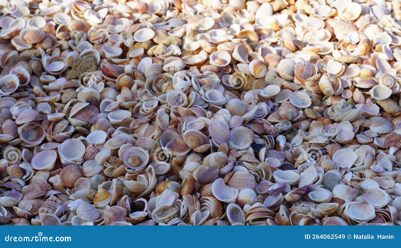 Shells of Sea Snails White and Crimson Colors. Mediterranean Coast ...