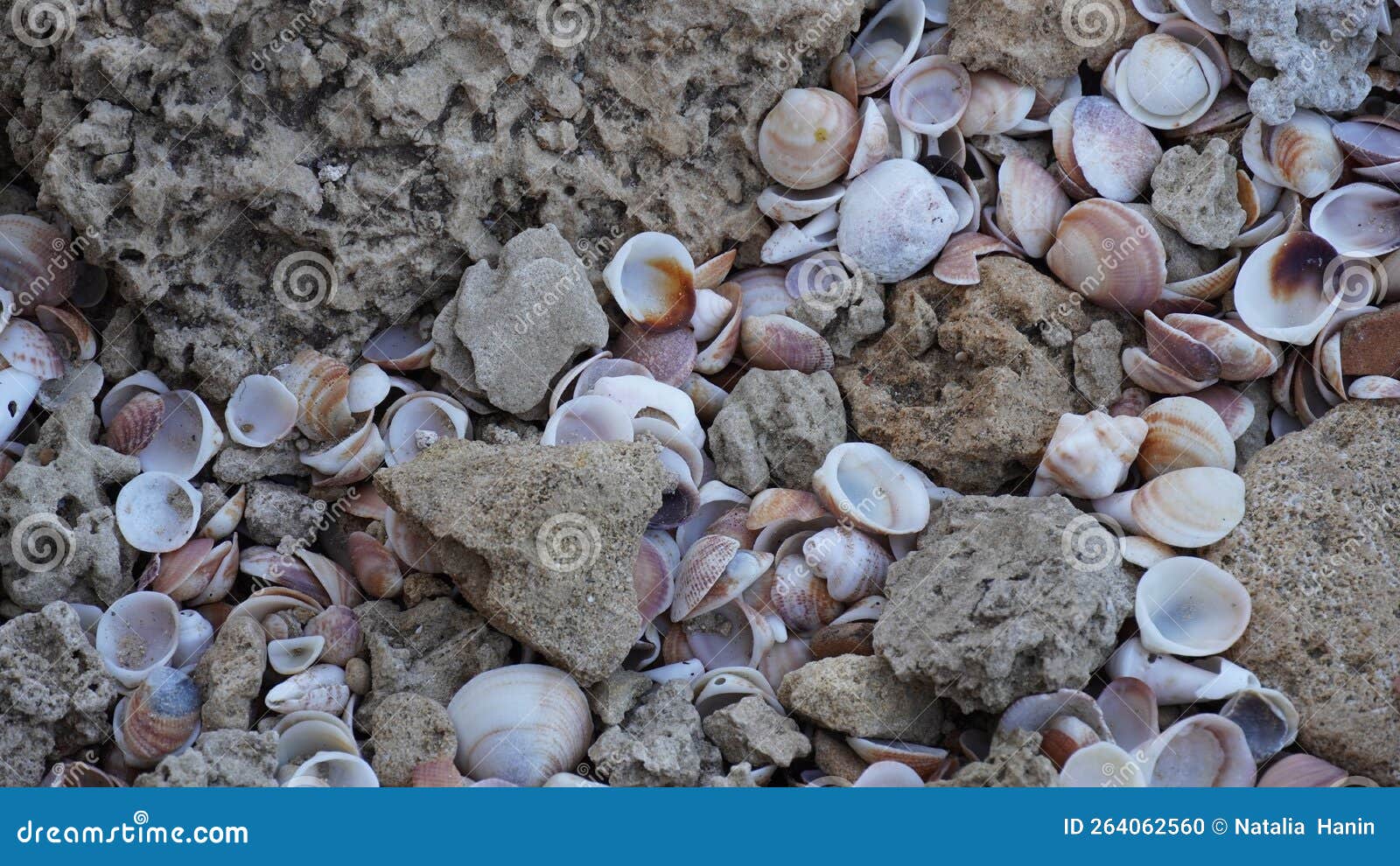 Shells of Sea Snails White and Crimson Colors. Mediterranean Coast ...