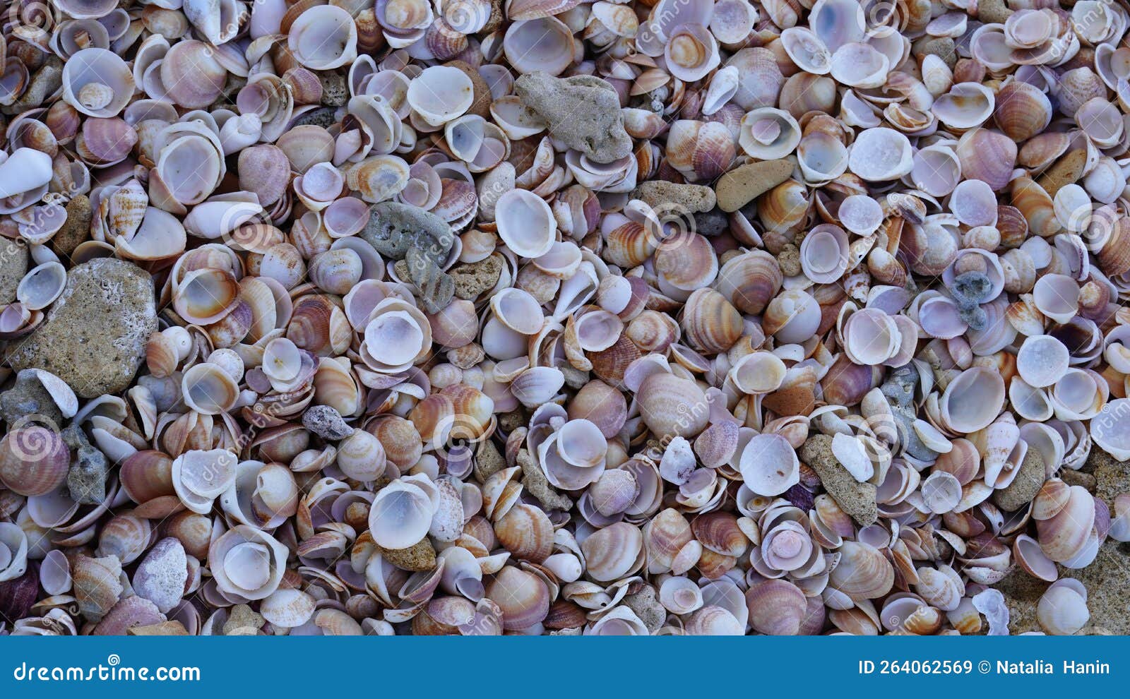 Shells of Sea Snails White and Crimson Colors. Mediterranean Coast ...