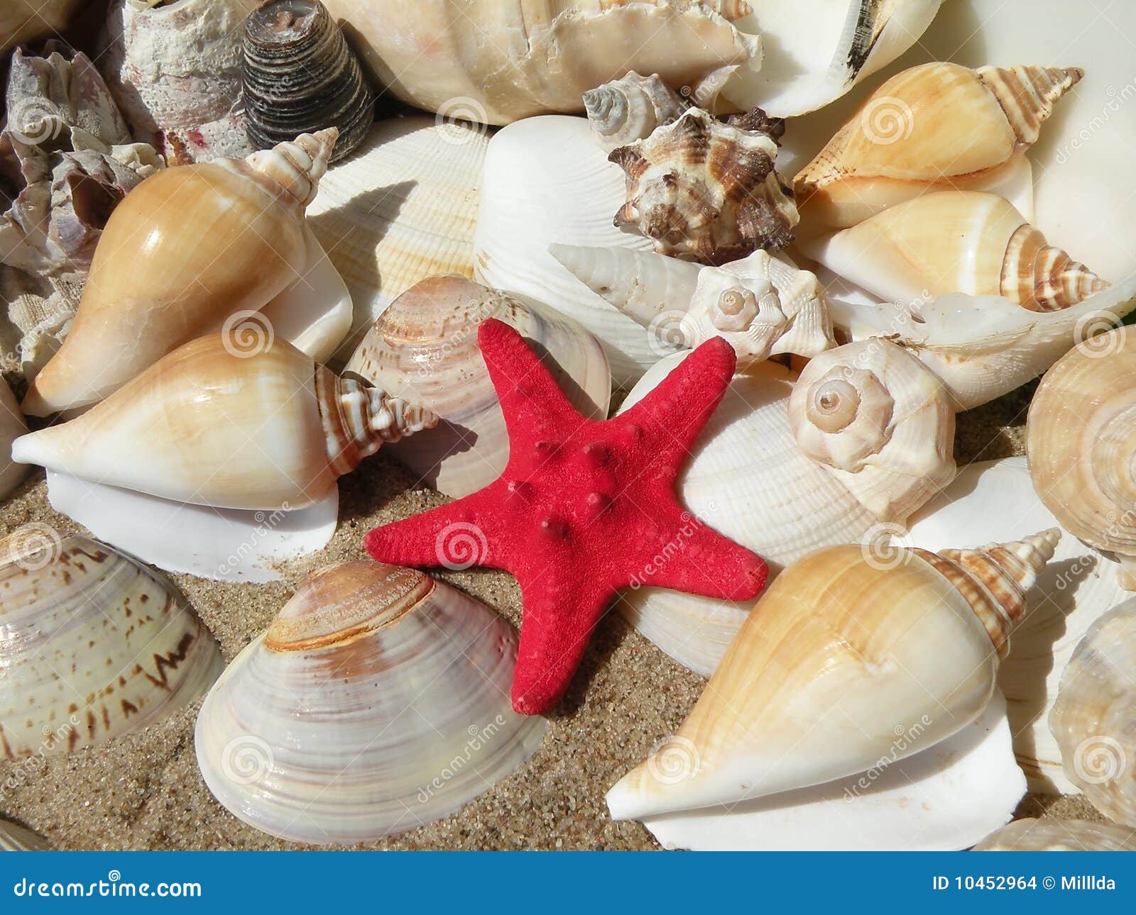 Shells and Sea Star stock photo. Image of backgrounds - 10452964