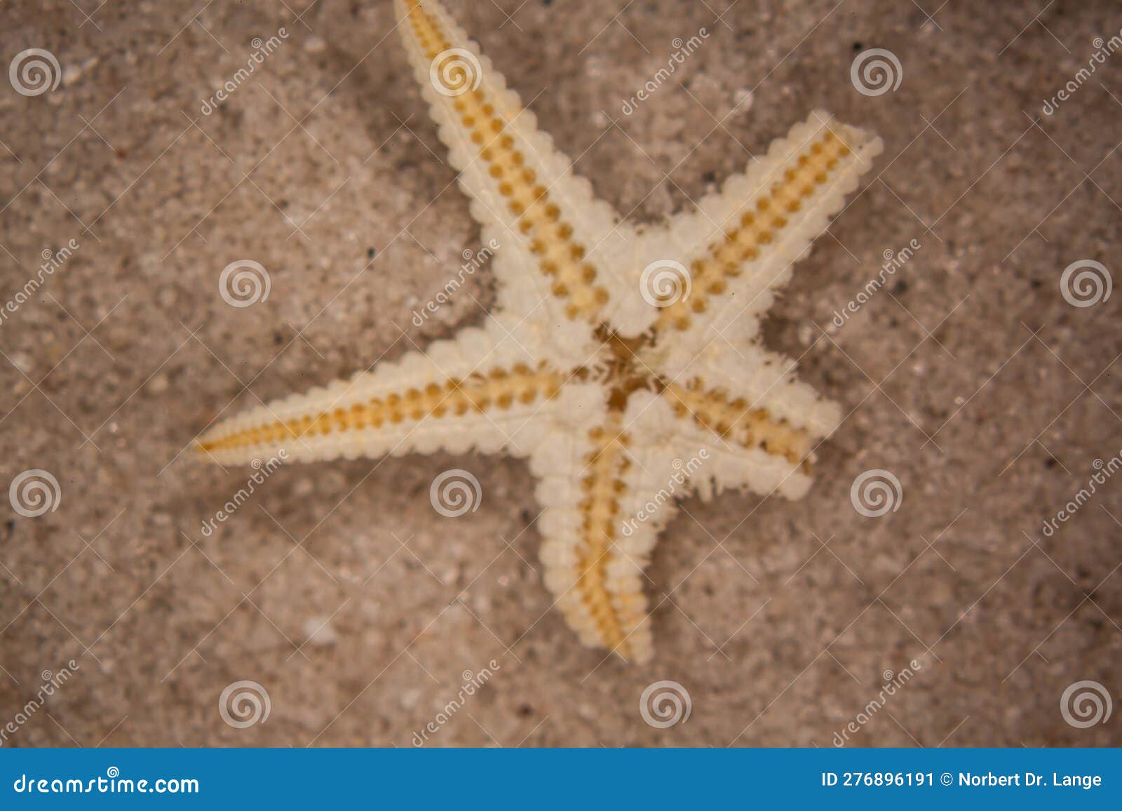 Shells and sea star stock image. Image of shellfish - 276896191