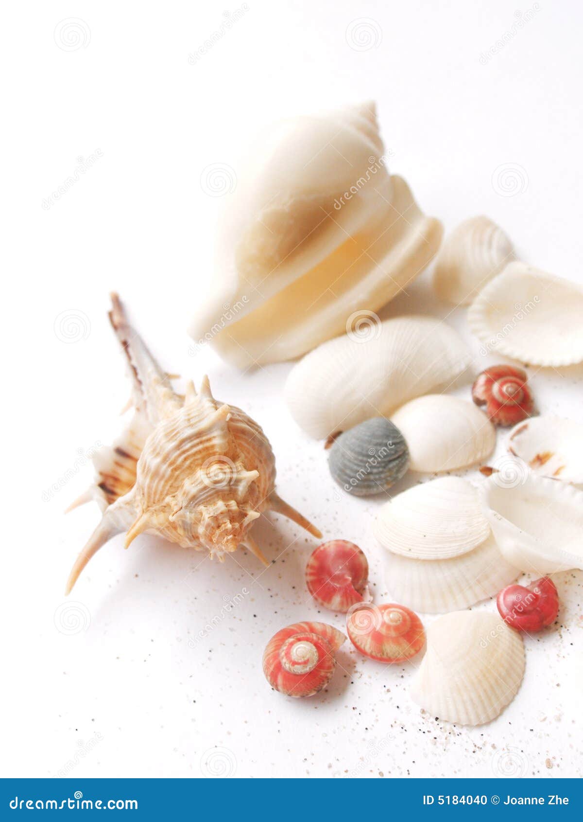 Shells - sea still life stock photo. Image of composition - 5184040