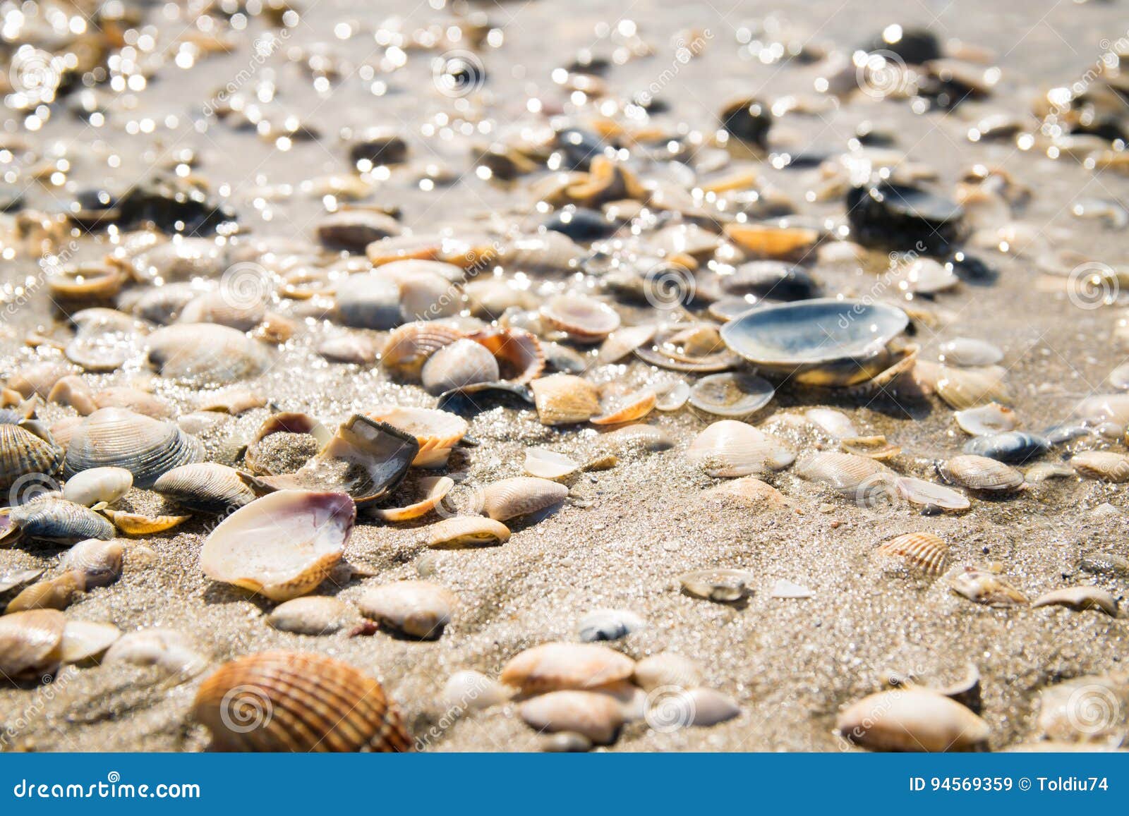 Shells on the seashore. stock image. Image of real, coast - 94569359