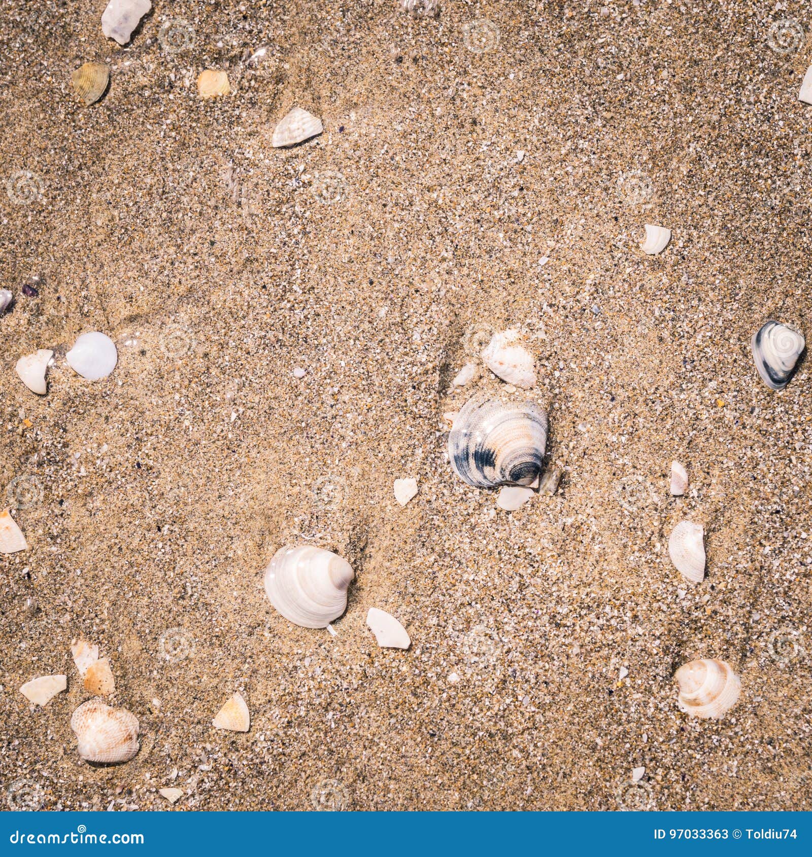 Shells on the seashore. stock image. Image of texture - 97033363
