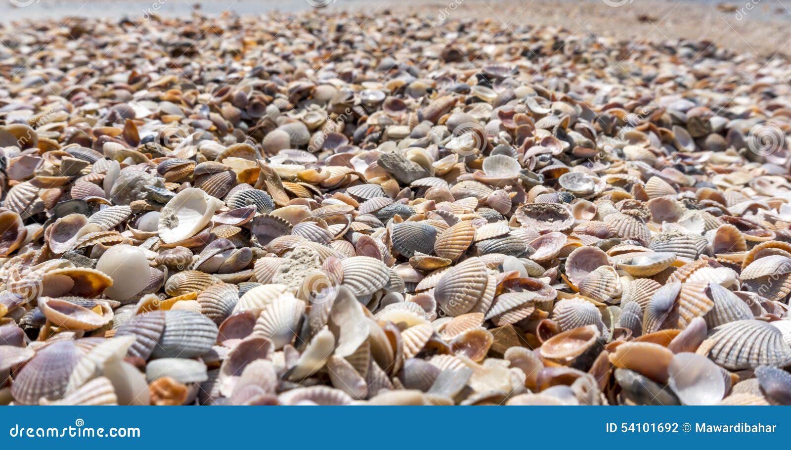 Shells stock photo. Image of star, ocean, beach, nature - 54101692