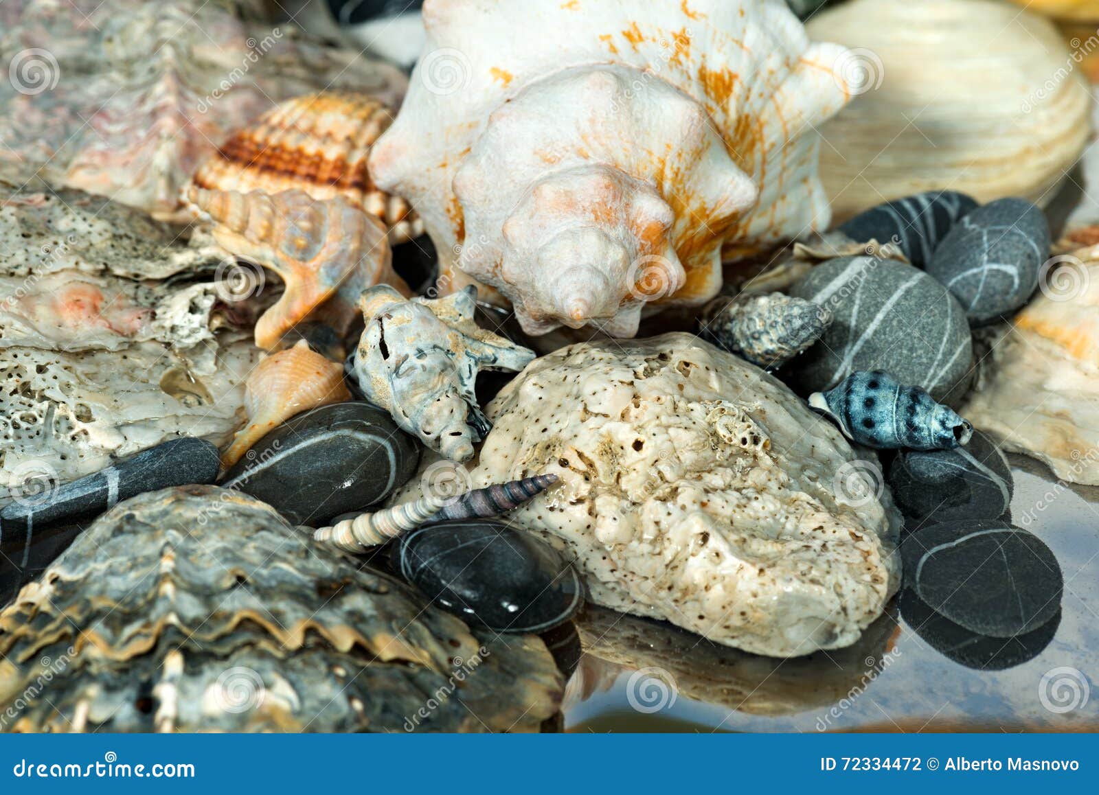 Shells on the Seashore stock photo. Image of concept - 72334472