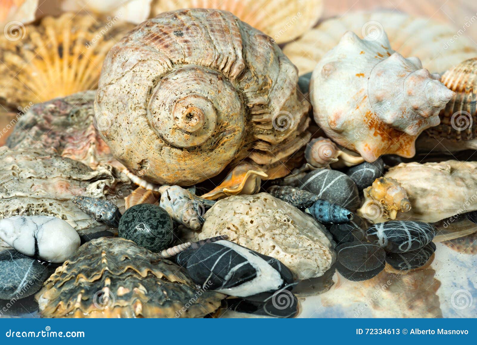 Shells on the Seashore stock image. Image of beach, helical - 72334613