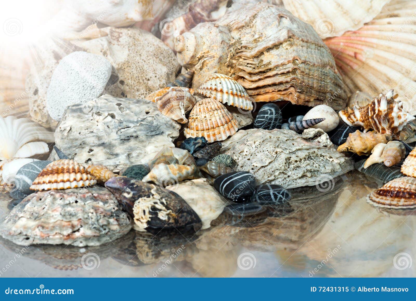 Shells on the Seashore stock image. Image of pebbles - 72431315