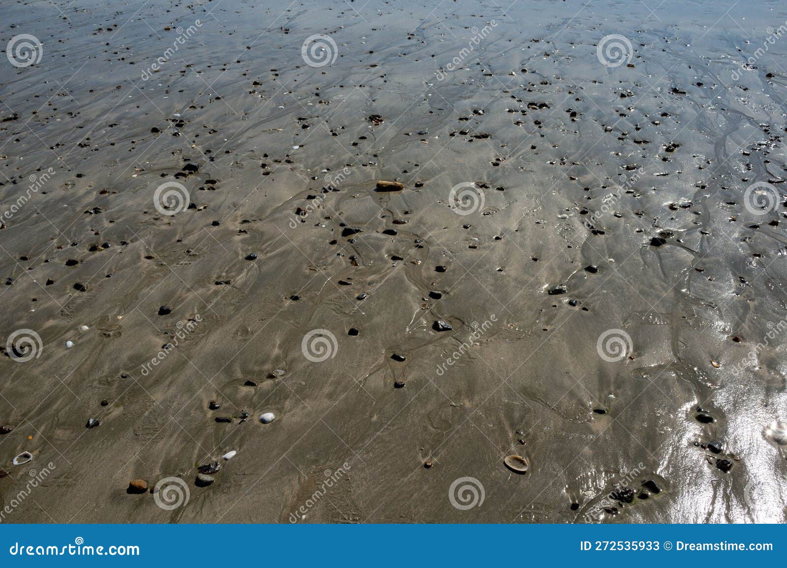 Shells on a Seashore in New Zealand. Stock Image - Image of beach ...