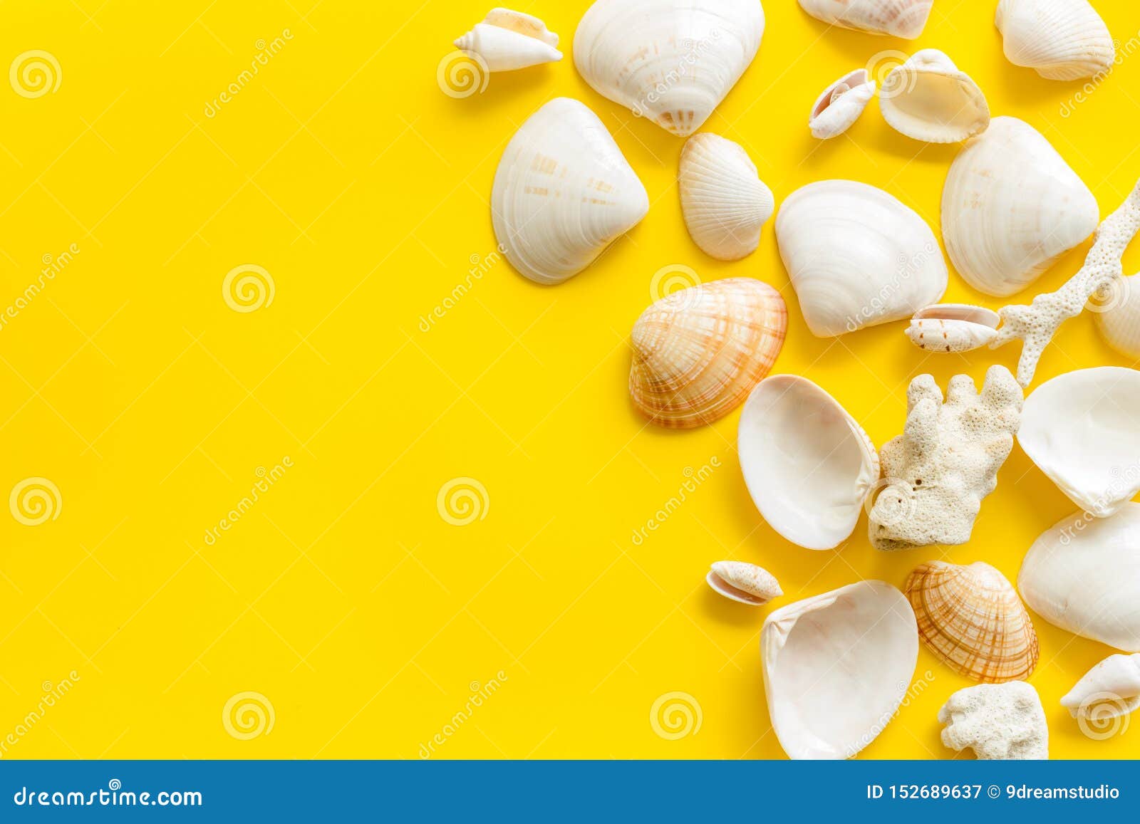 Shells and Seaside Background for Blog or Desktop on Yellow Table Top ...