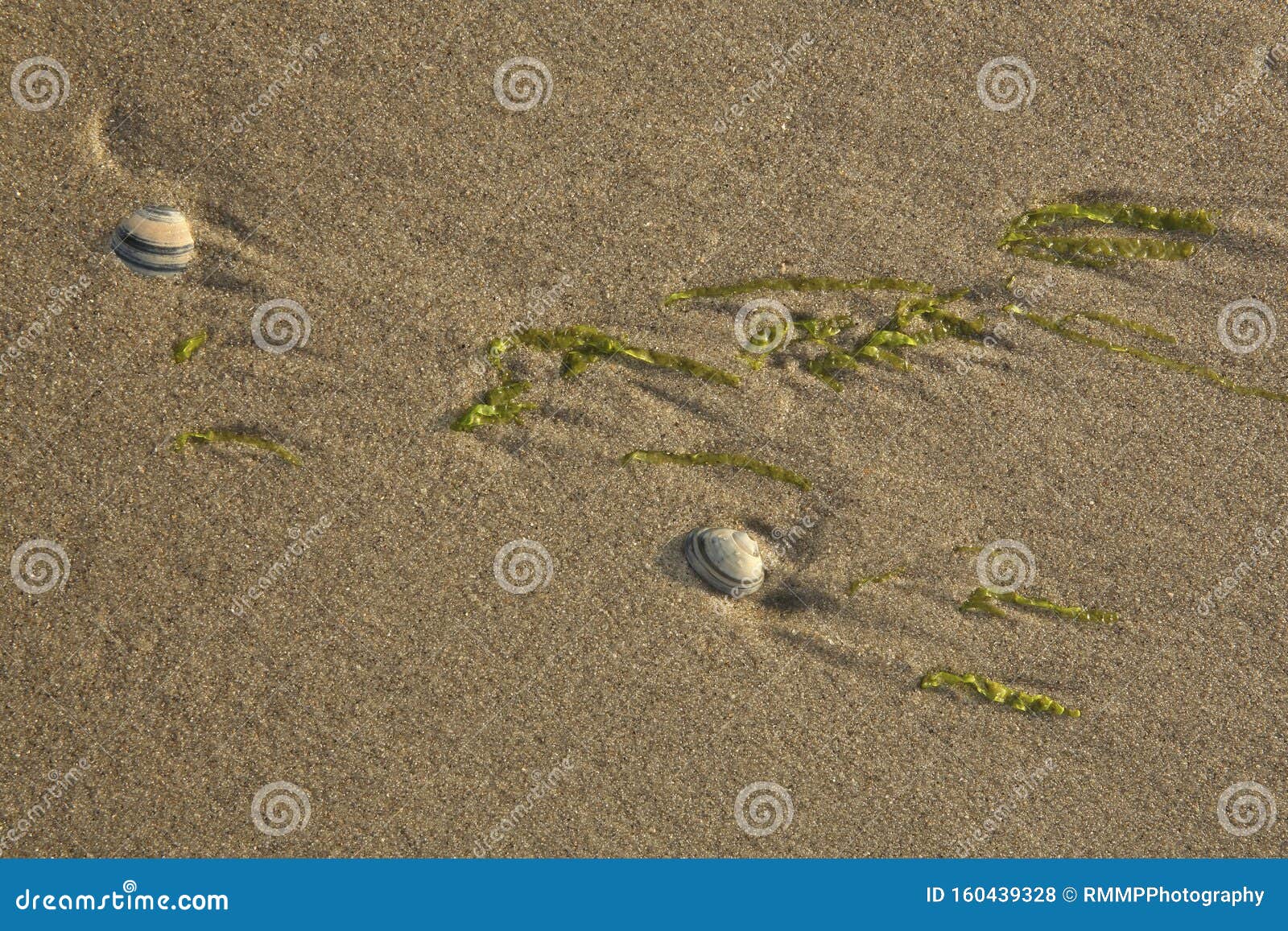 Shells and Seaweed on the Beach Stock Photo - Image of brown, ocean ...