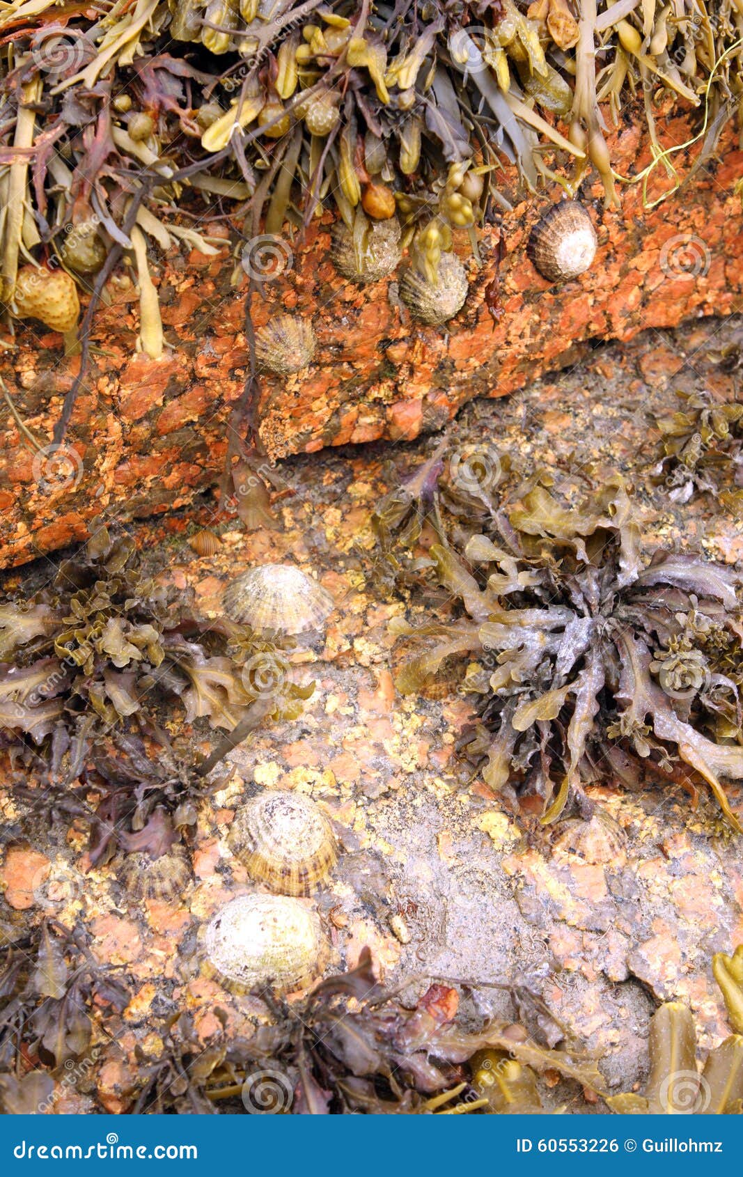 Clam Shells In The Seaweed On The Beach Wide Angel Royalty-Free Stock ...