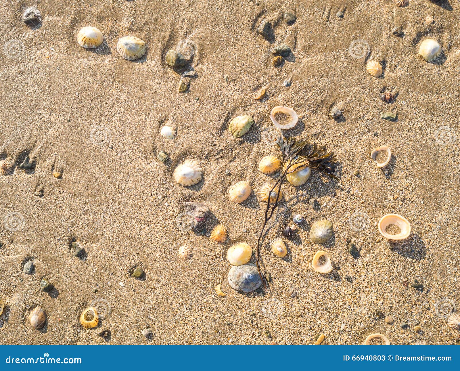Shells and seaweed stock image. Image of texture, seaweed - 66940803