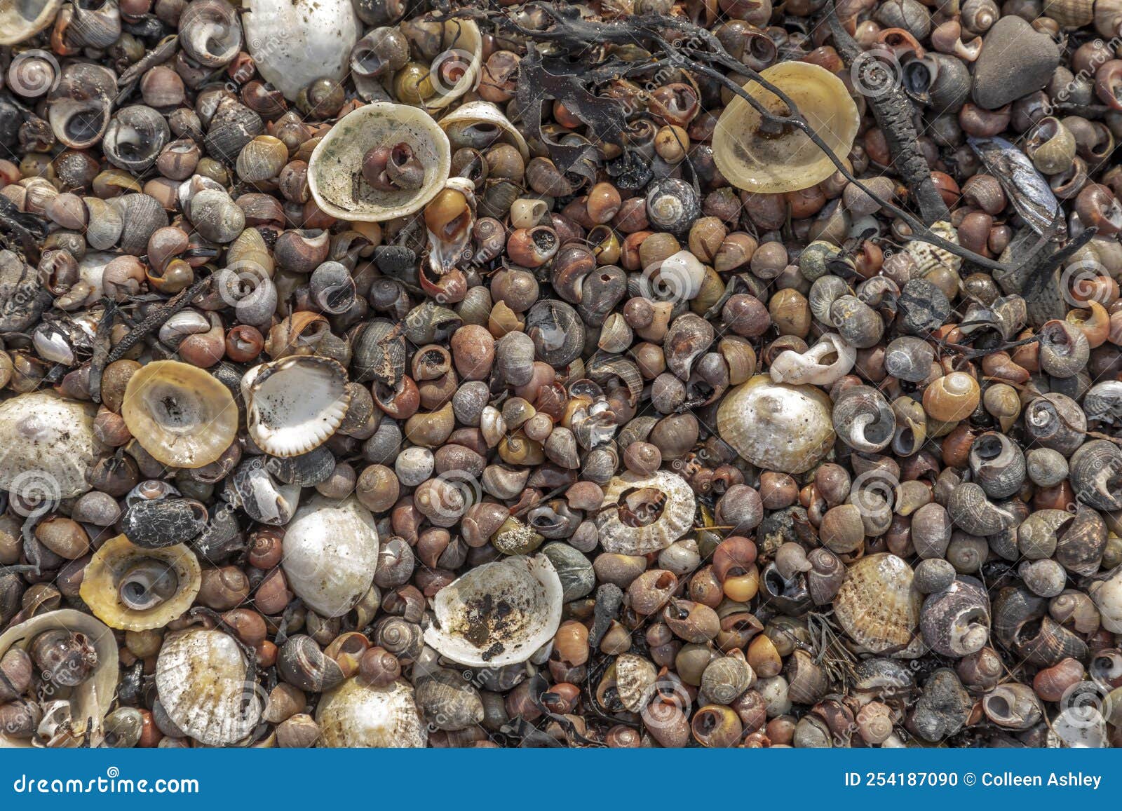 Shells and Seaweed Background Stock Photo - Image of object, wallpaper ...