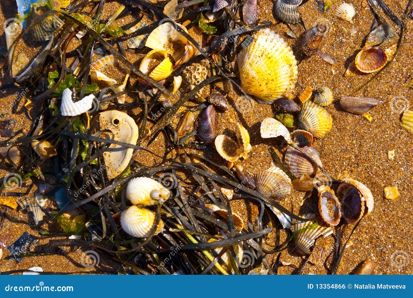 Shells and seaweeds stock photo. Image of beach, sunny - 13354866